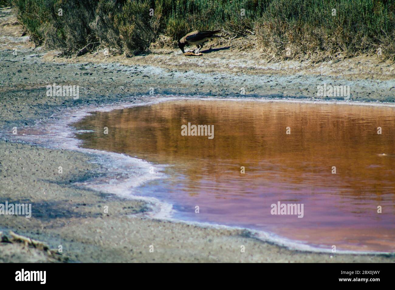 Limassol Cyprus June 03, 2020 View of Limassol Salt Lake, the largest ...