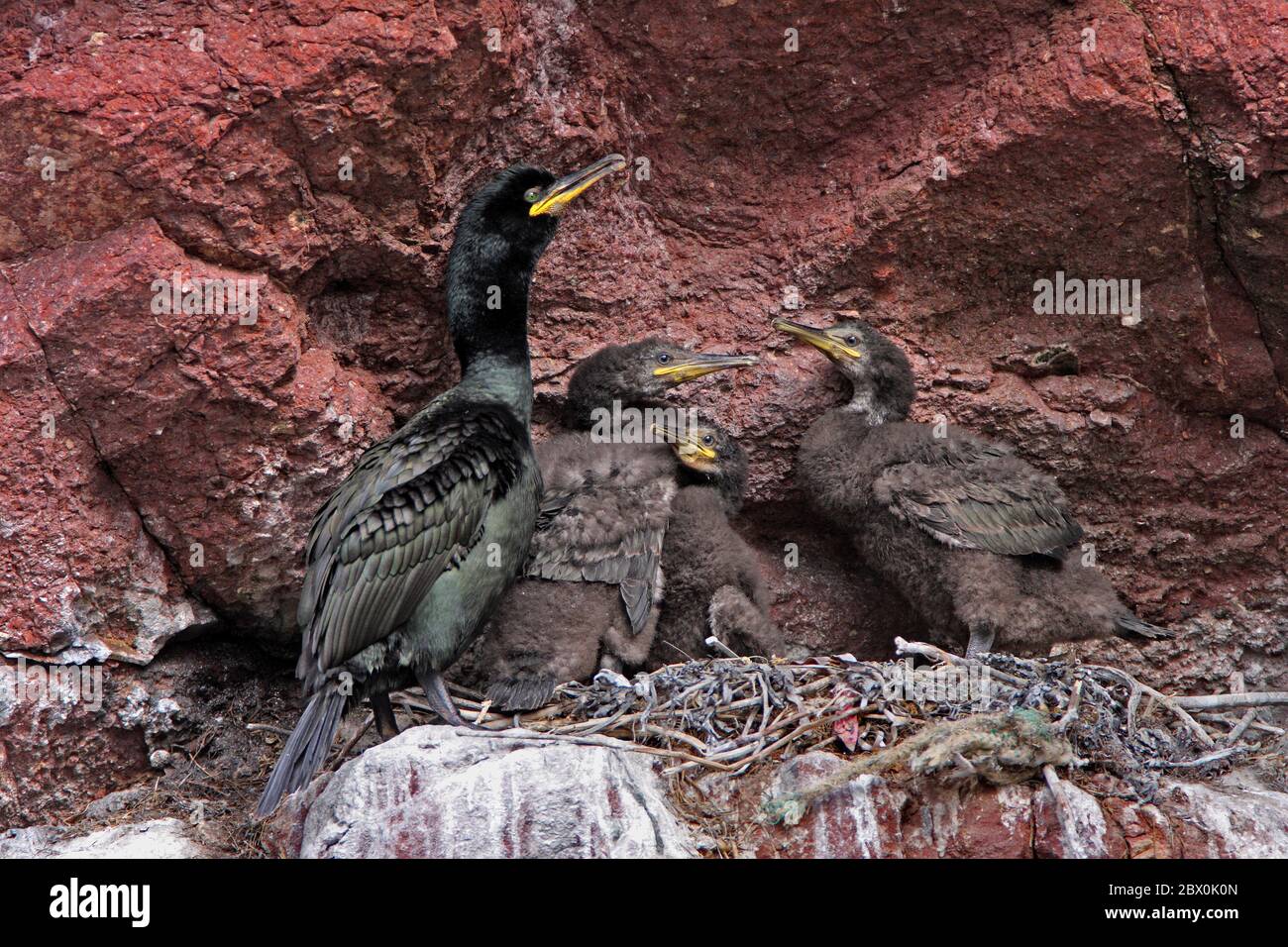 Shag bird hi-res stock photography and images - Alamy