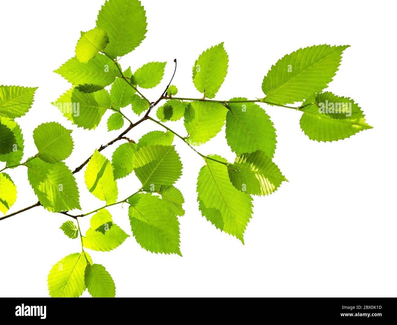 twig of elm tree with fresh green leaves illuminated by sun cutout on ...