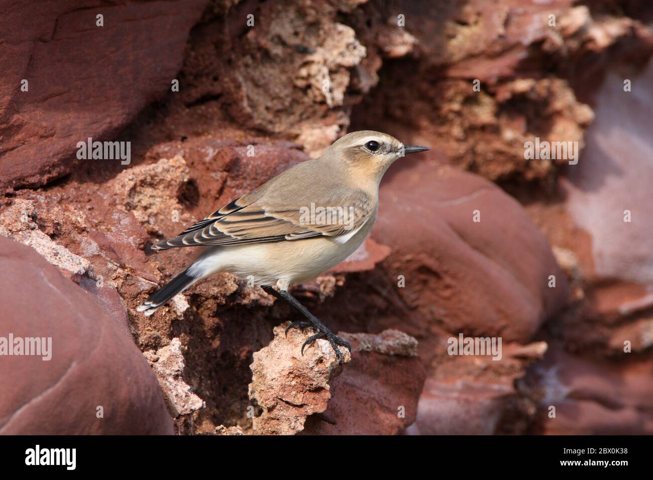 WHEATEAR, Scotland, UK Stock Photo - Alamy