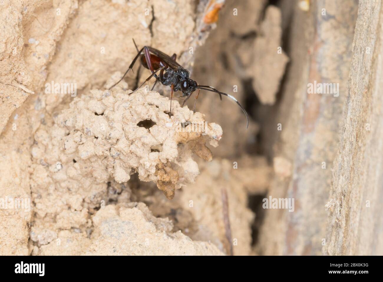 Schlupfwespe an der Lehmwand einer Insekten-Nisthilfe, Hoplocryptus ...