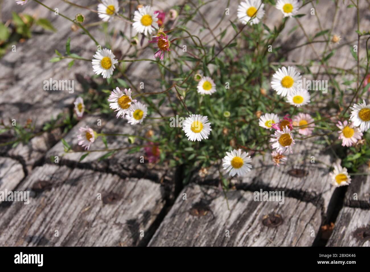 Spanish flowers hi-res stock photography and images - Alamy