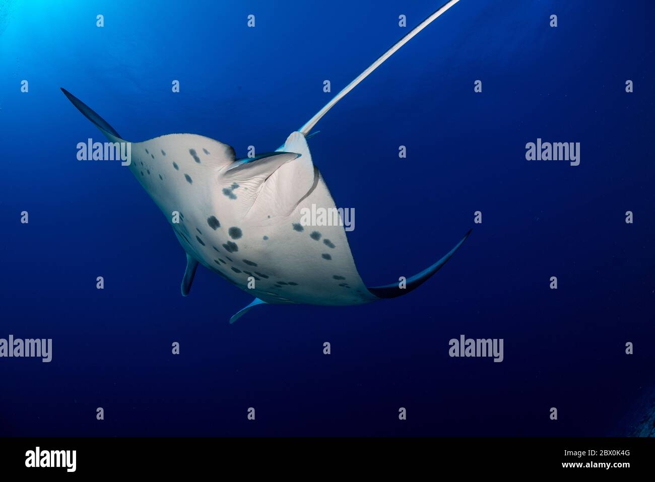 Manta Ray scuba diving in Tuamotu, French Polynesia Stock Photo - Alamy