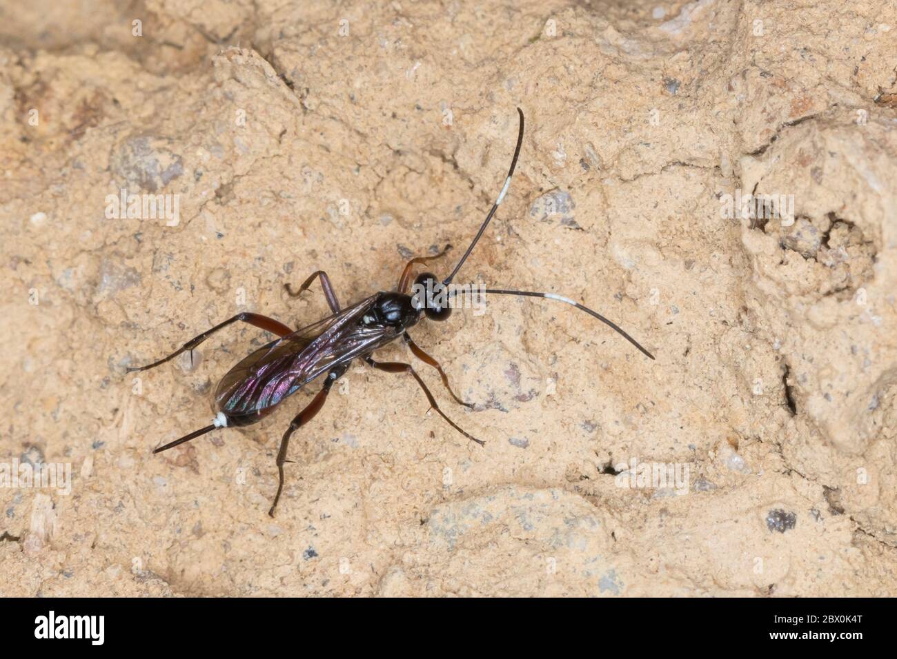 Schlupfwespe an der Lehmwand einer Insekten-Nisthilfe, Hoplocryptus ...