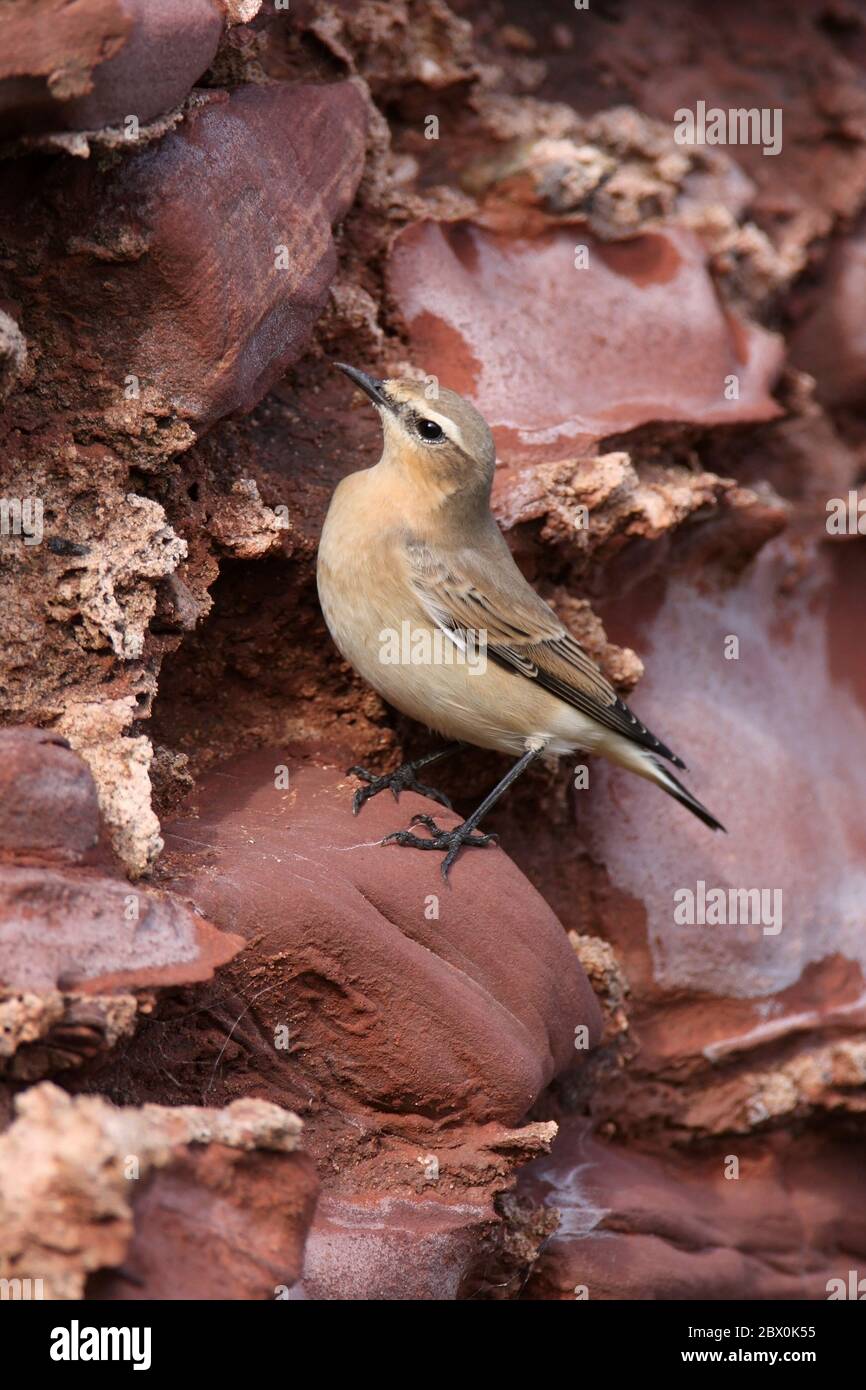 WHEATEAR, Scotland, UK Stock Photo - Alamy