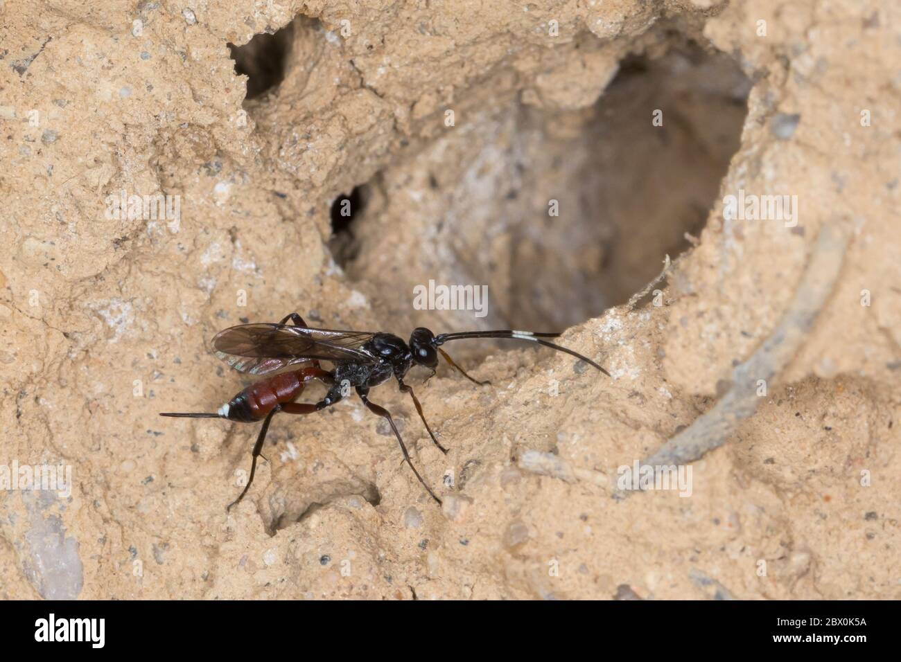 Hoplocryptus murarius hi-res stock photography and images - Alamy