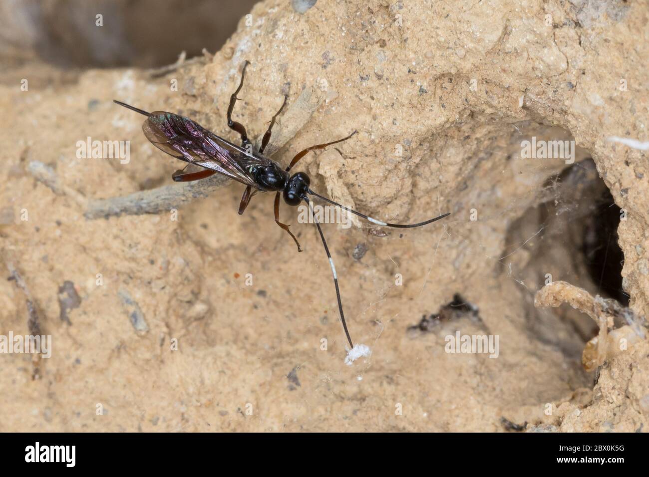 Schlupfwespe an der Lehmwand einer Insekten-Nisthilfe, Hoplocryptus ...