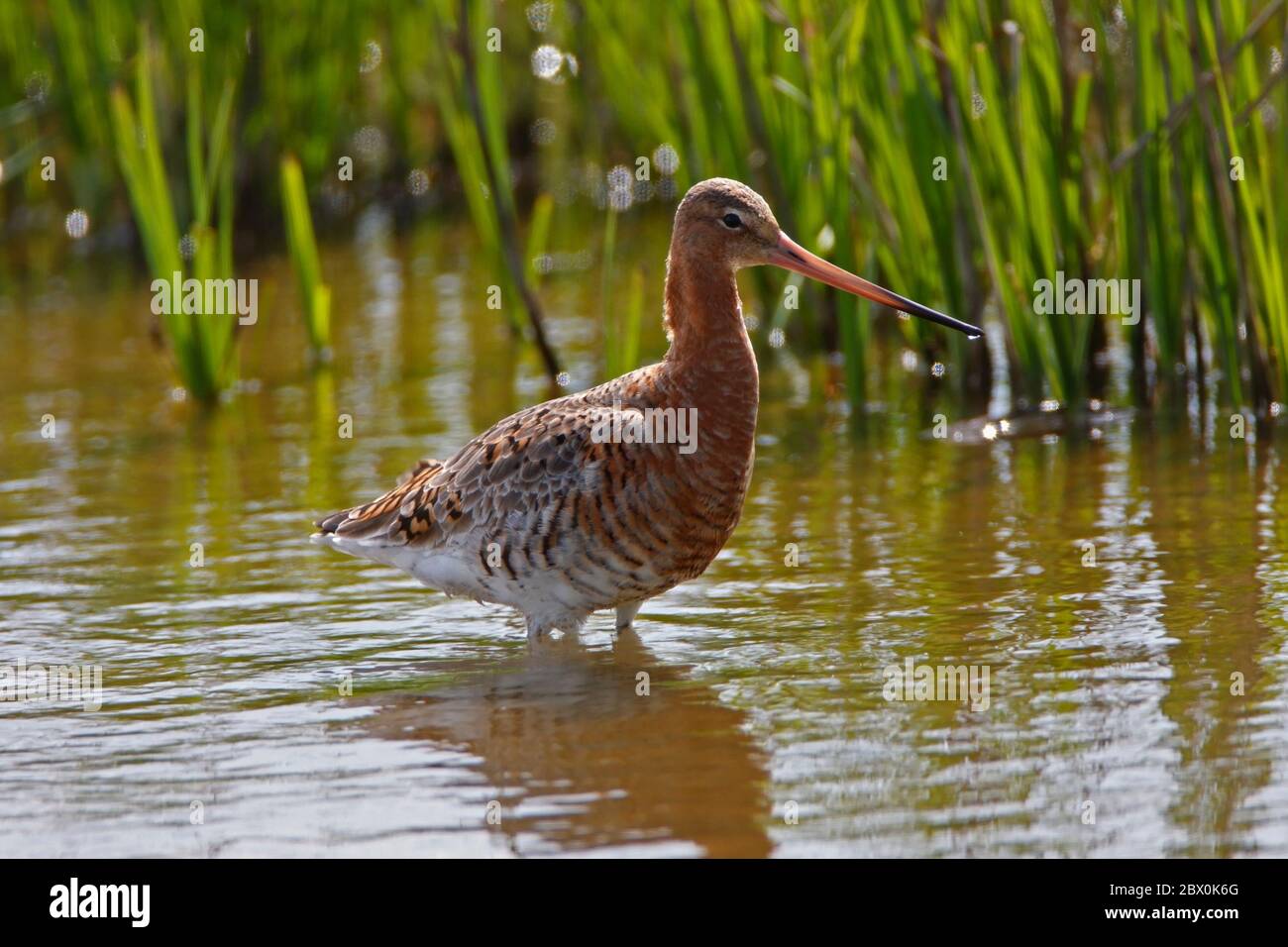 BLACK-TAILED GODWIT (Limosa limosa), UK Stock Photo - Alamy