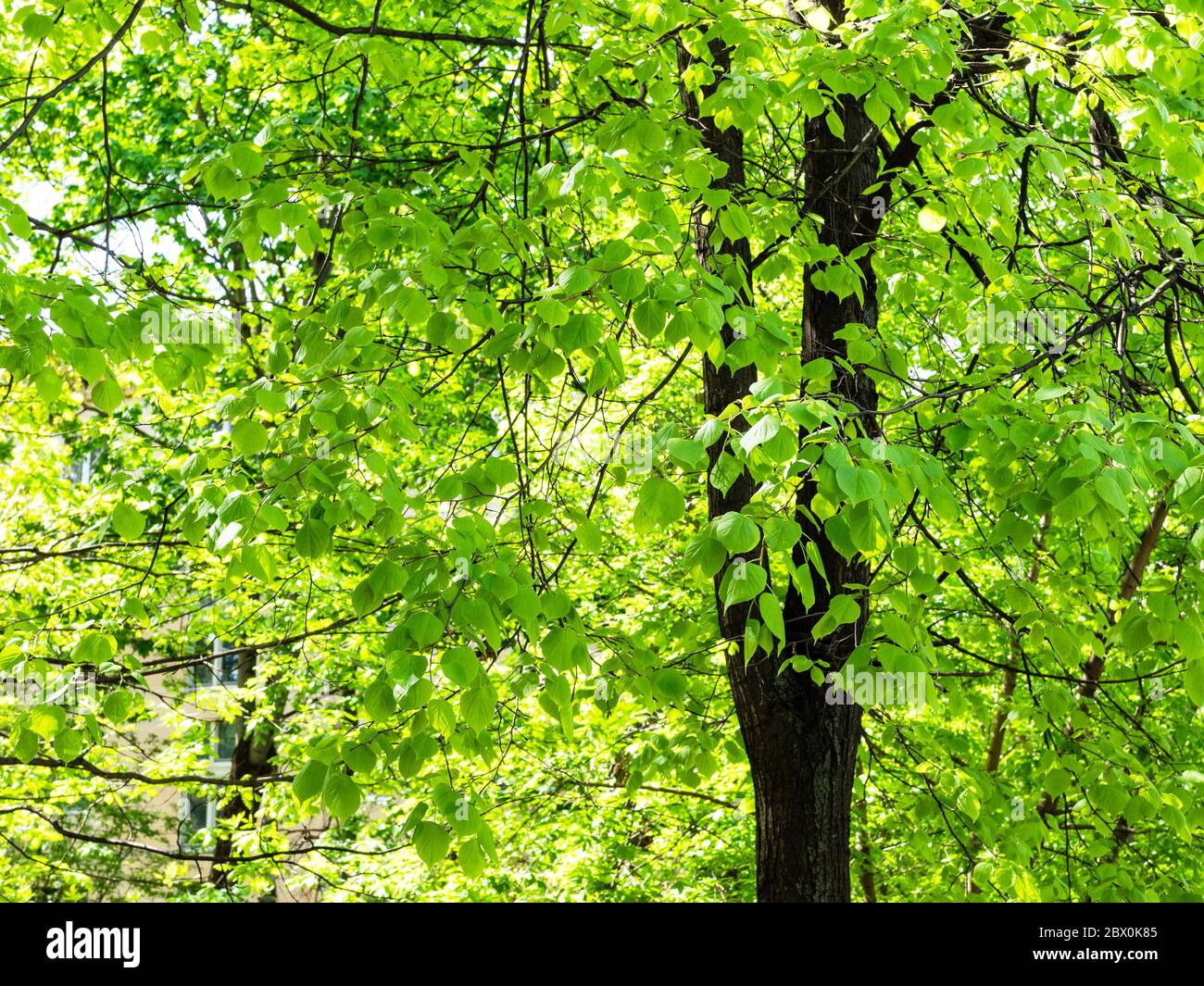 spring in city - green foliage of linden tree in urban park on sunny ...