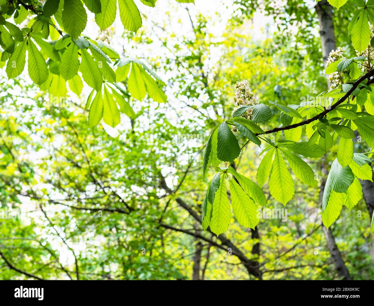spring in city - twigs of horse chestnut tree with green leaves and ...