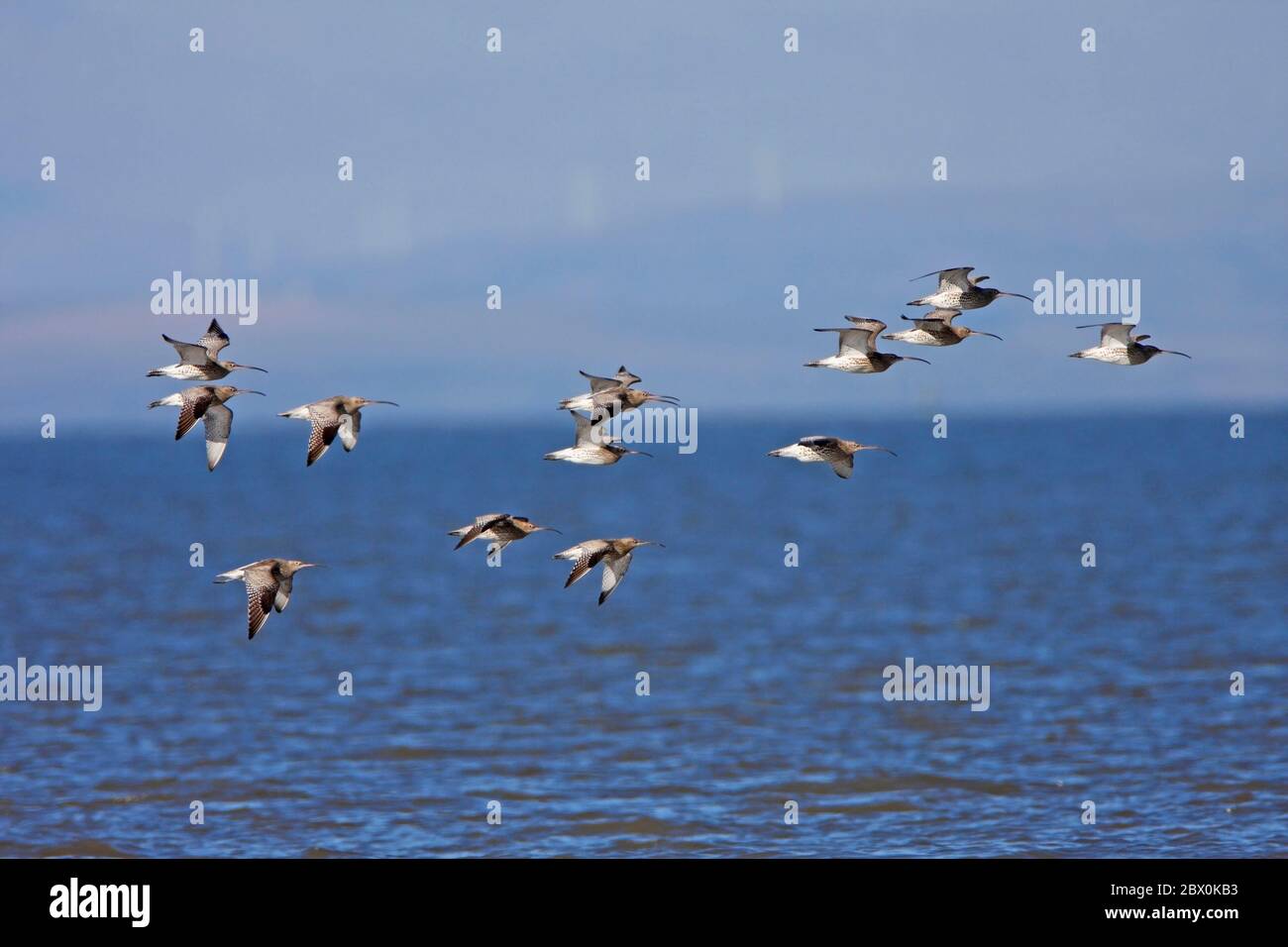 Curlew Flight High Resolution Stock Photography and Images - Alamy