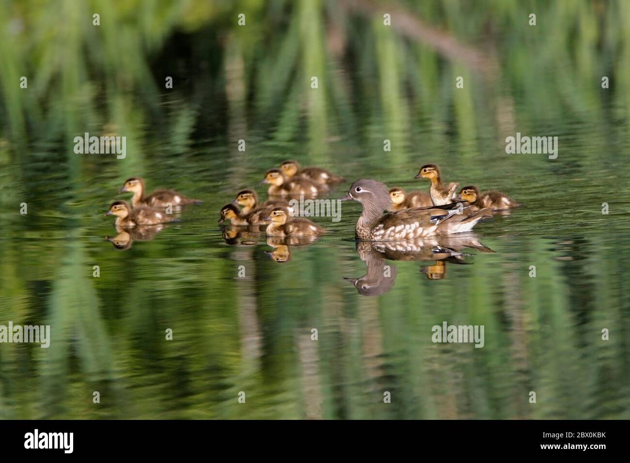 Baby mandarin duck hi-res stock photography and images - Alamy