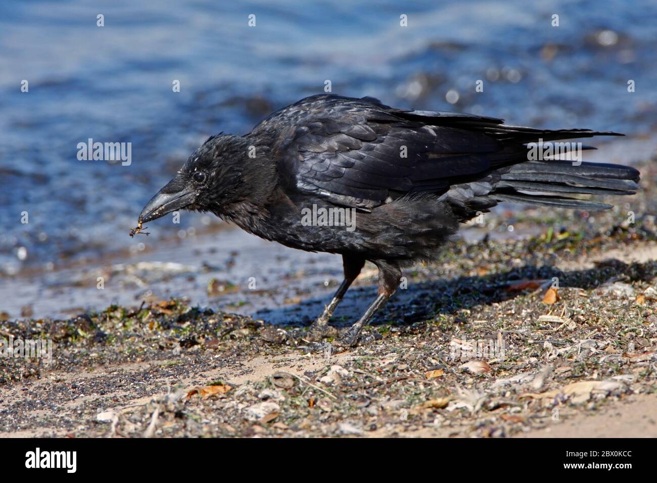 Crows scotland hi-res stock photography and images - Alamy