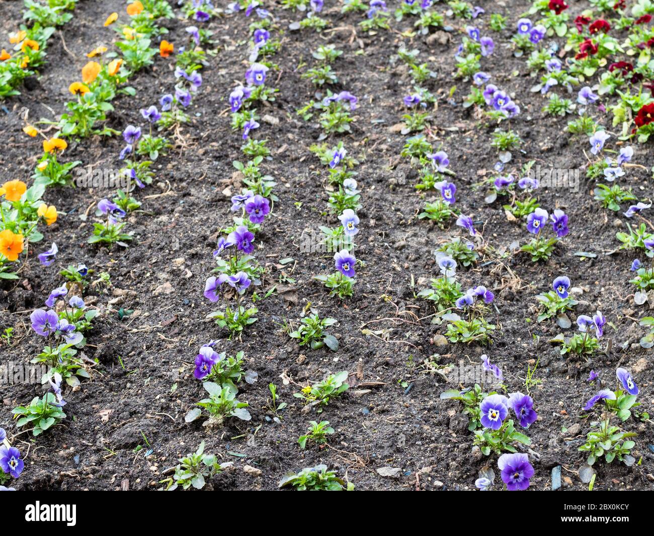 outdoor flowerbeds with decorative violet viola flowers on city lawn in ...