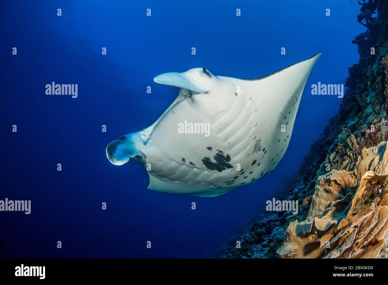 Manta Ray scuba diving in Tuamotu, French Polynesia Stock Photo - Alamy