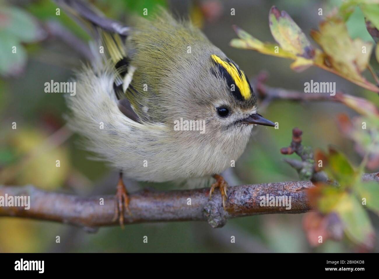 Goldcrest bird hi-res stock photography and images - Alamy