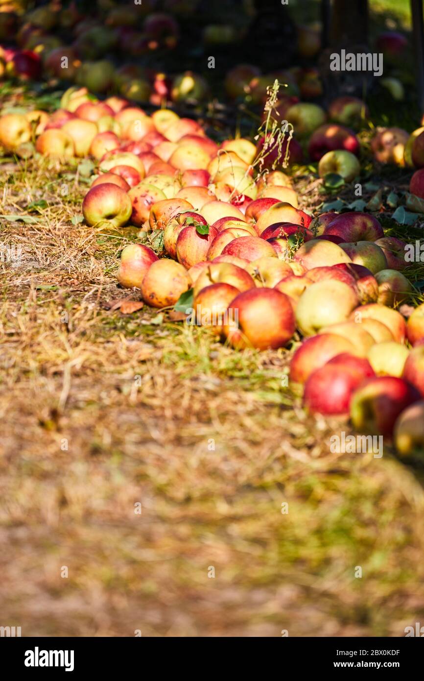 Apple orchard with view under tree and fallen rotting fruit on garden ...