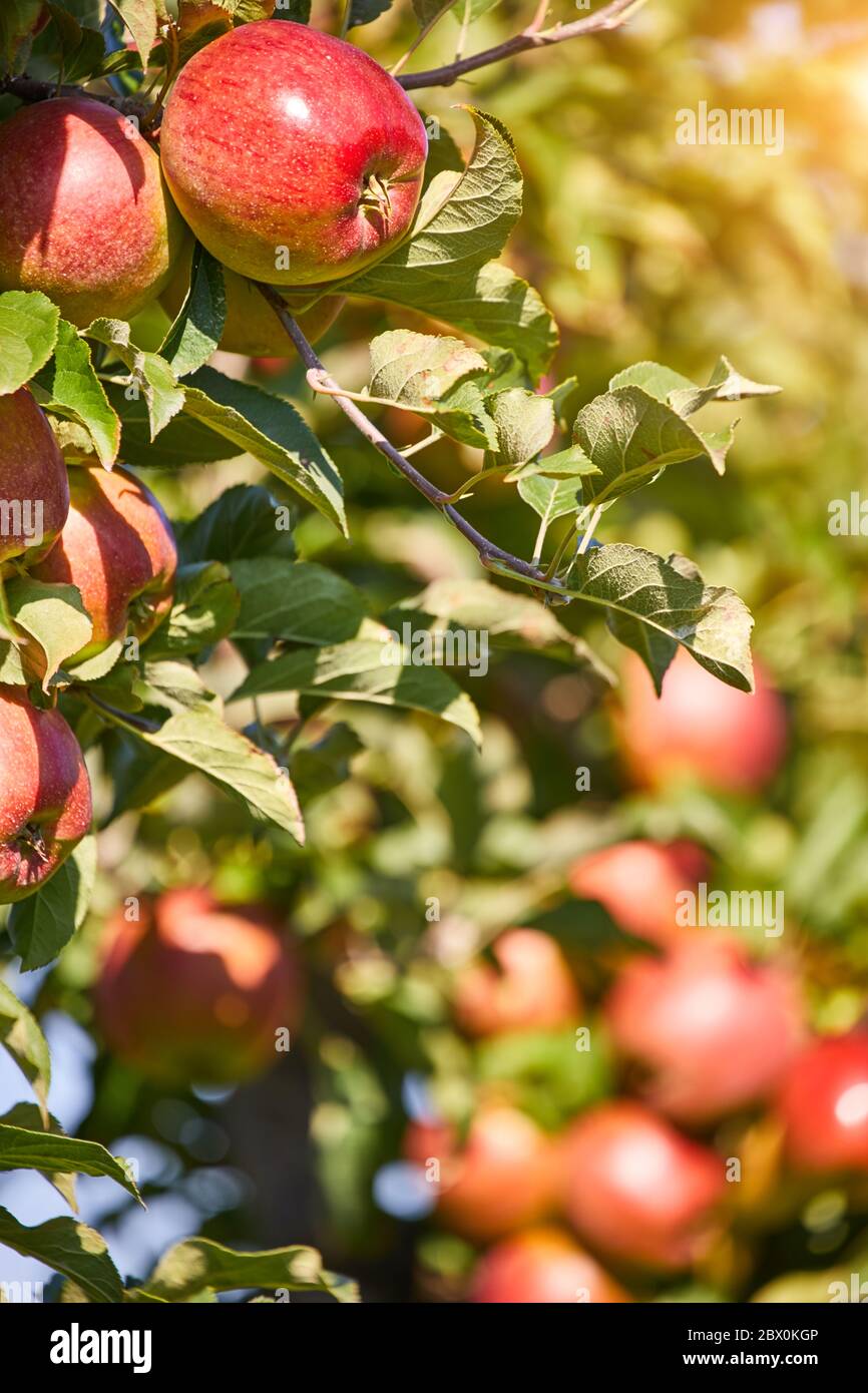 Apple Florina High Resolution Stock Photography and Images - Alamy