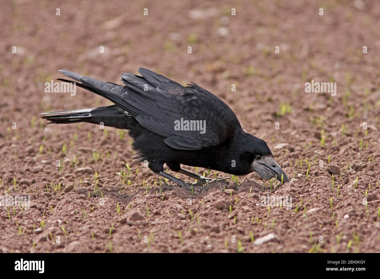 Rooks eating hi-res stock photography and images - Alamy