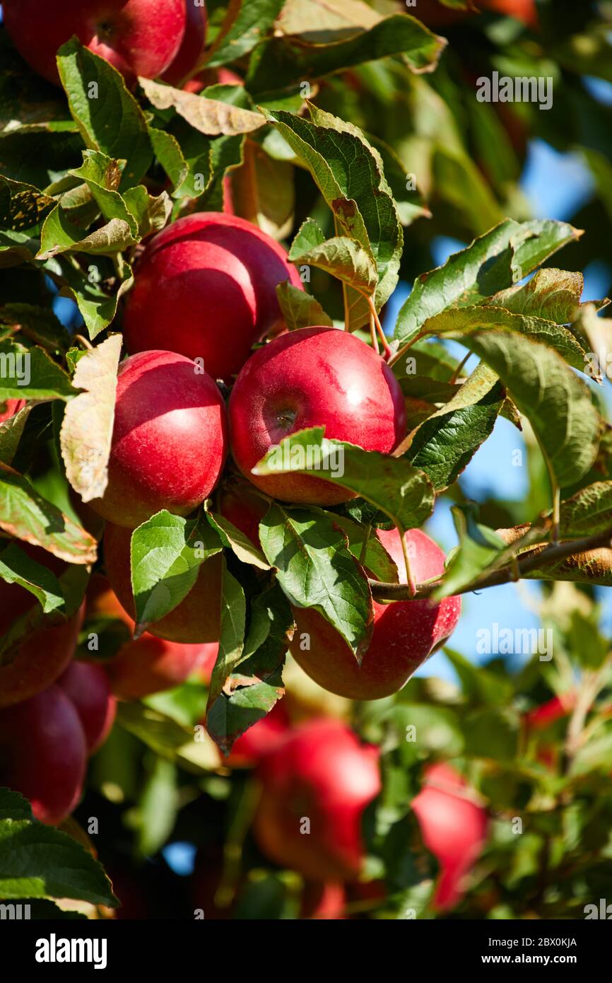 Apple Florina High Resolution Stock Photography and Images - Alamy