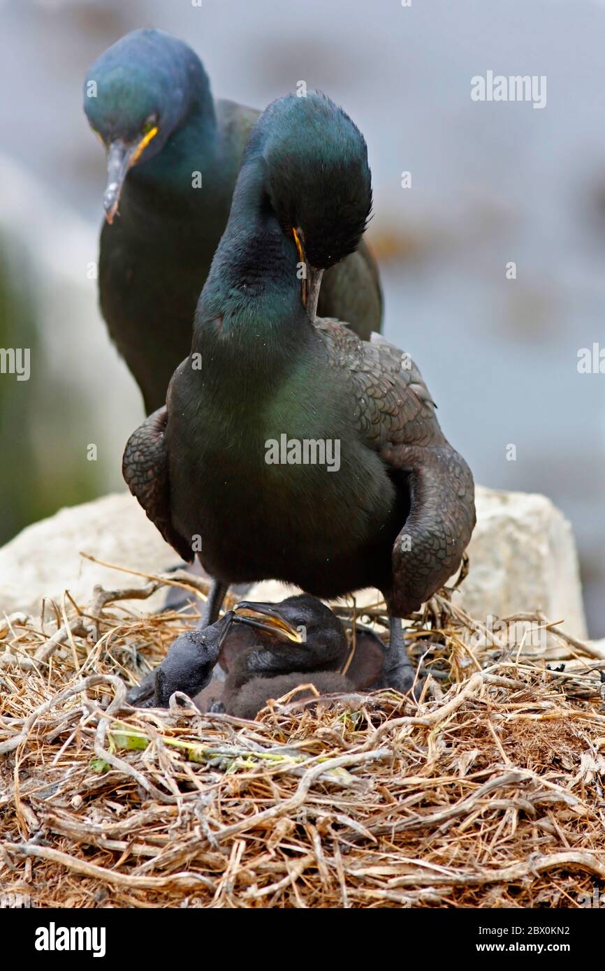 Shag bird hi-res stock photography and images - Alamy