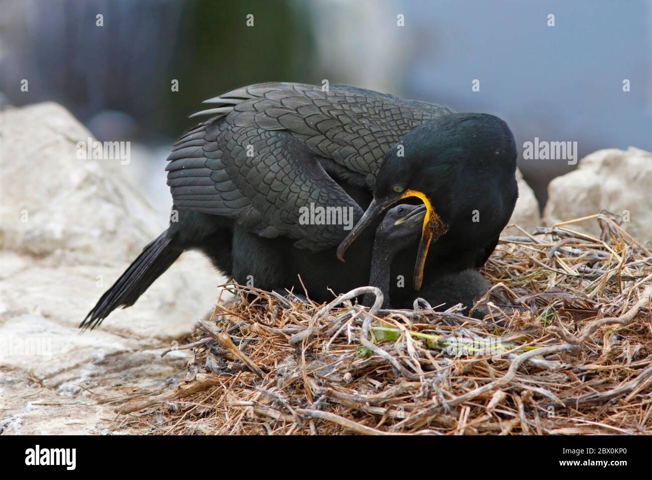 Shag bird european hi-res stock photography and images - Alamy