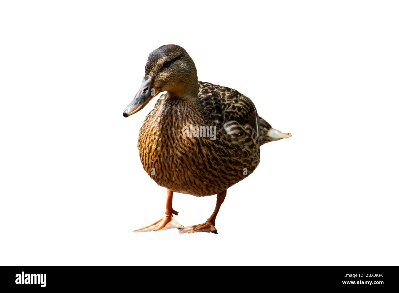 Duck lose up isolated on white background Stock Photo - Alamy