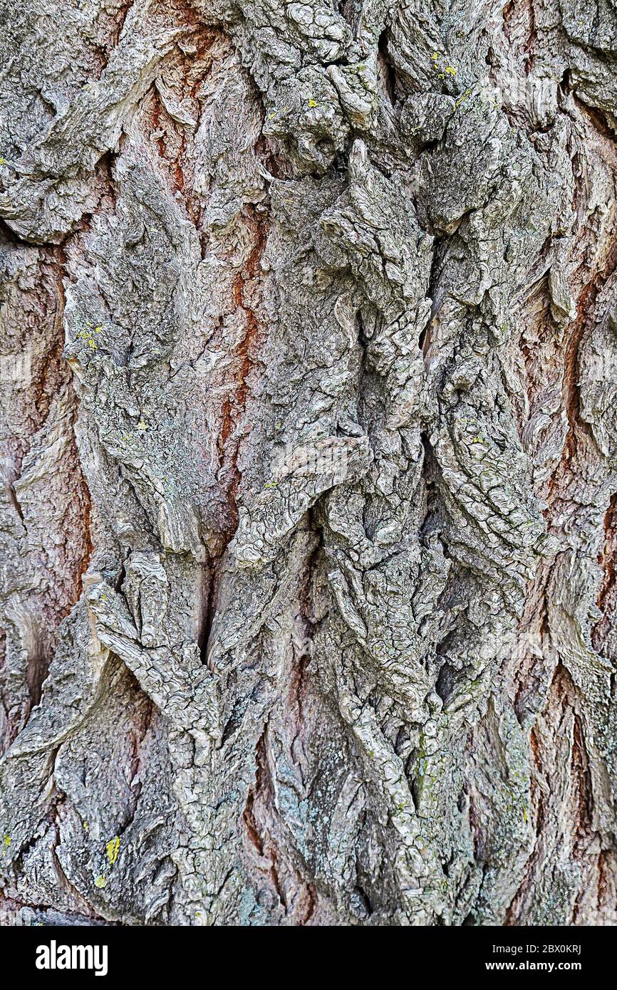 Real bark of a tree hi-res stock photography and images - Alamy