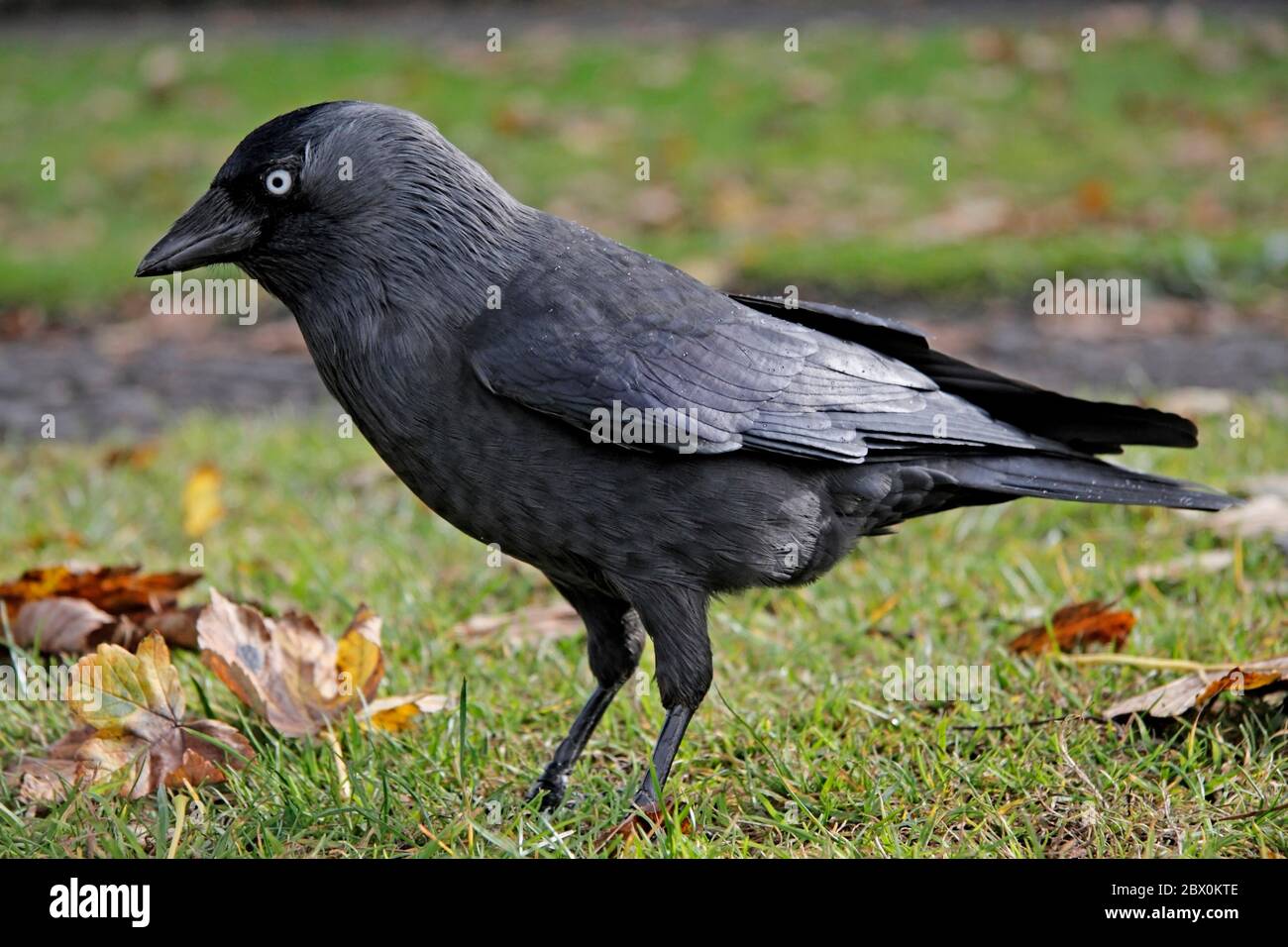 Uk jackdaw hi-res stock photography and images - Alamy