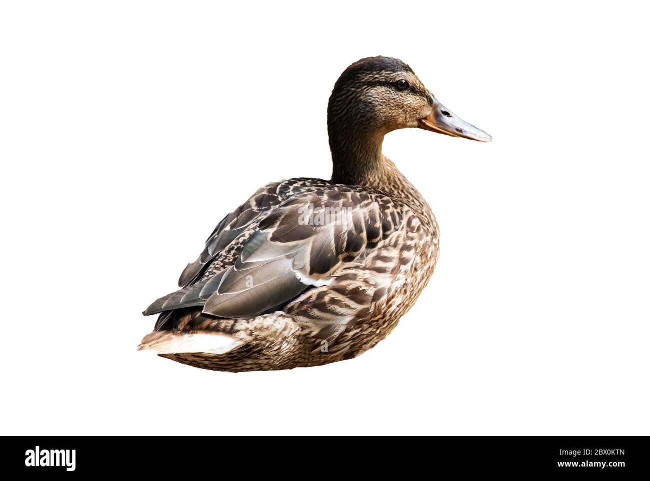 Duck lose up isolated on white background Stock Photo - Alamy