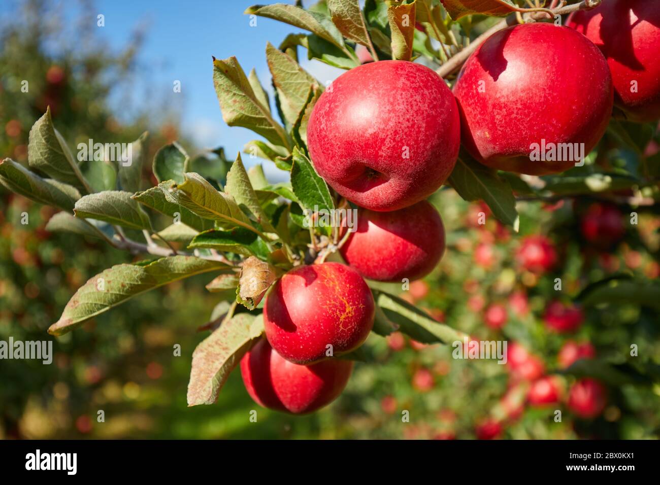 Juicy red apples hanging on the branch in the apple orchrad during autumn Stock Photo - Alamy