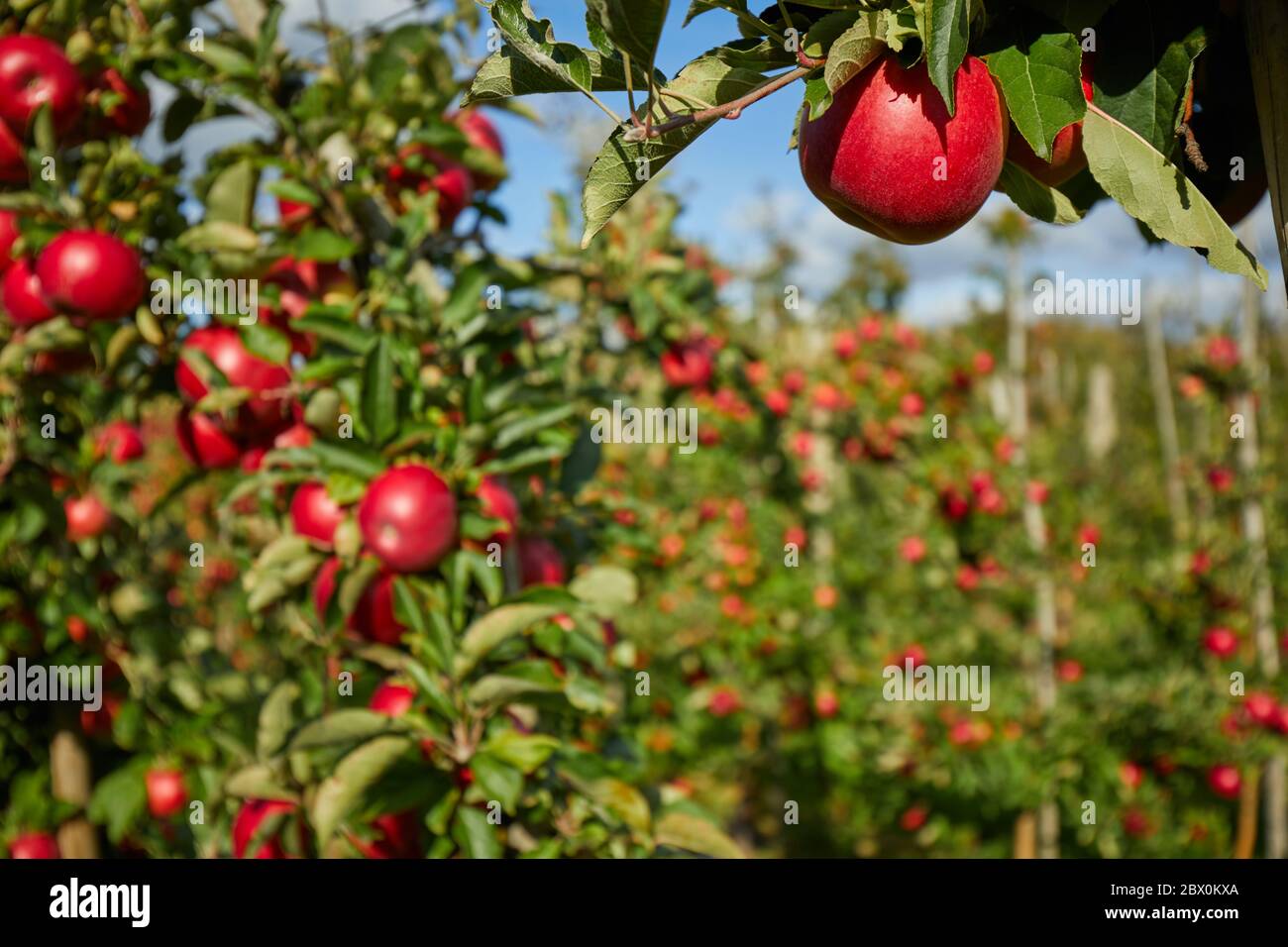 Juicy red apples hanging on the branch in the apple orchrad during autumn Stock Photo - Alamy