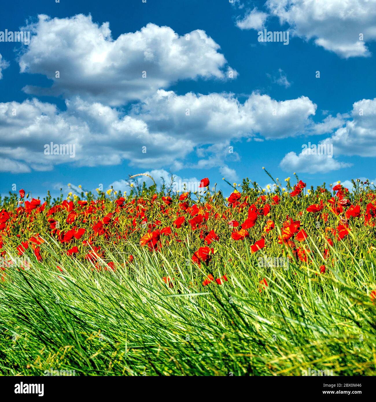 Red Common poppy flowers gleaming under a cloudy sky Stock Photo - Alamy