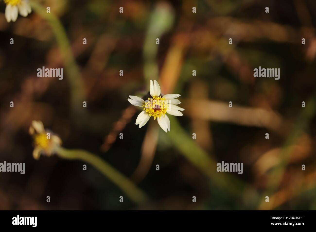front view of wild flower nectar with honey in the garden Stock Photo ...