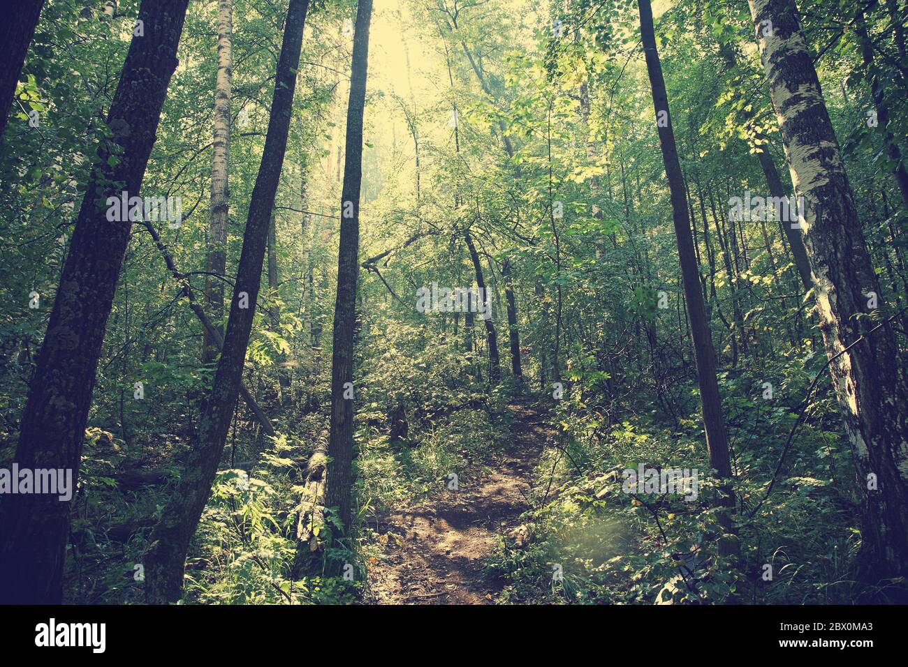 scenic wild forest lit by sunlight. background forest landscape Stock ...