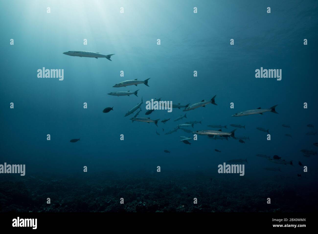 Fish tuamotu hi-res stock photography and images - Alamy