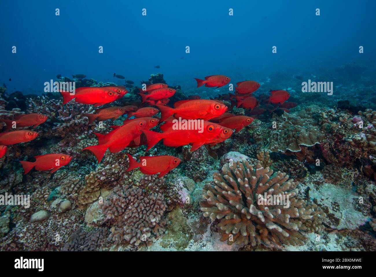 Tropical fish diving in Tuamotu (French Polynesia Stock Photo - Alamy