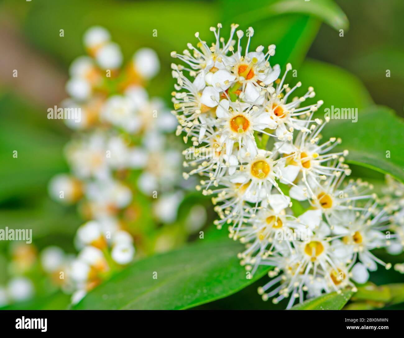 Laurel flower hi-res stock photography and images - Alamy
