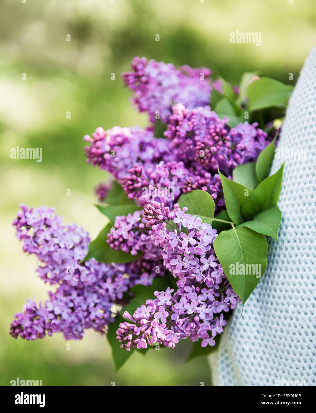 Spring bouquet of lilacs in woman hands. Lilac flowers Stock Photo - Alamy