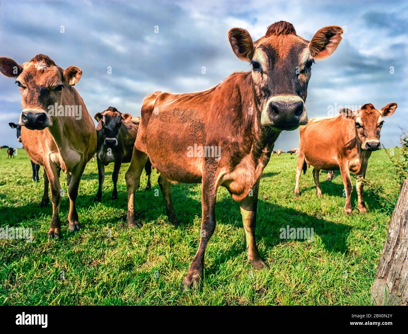 Nosey Cows High Resolution Stock Photography and Images - Alamy