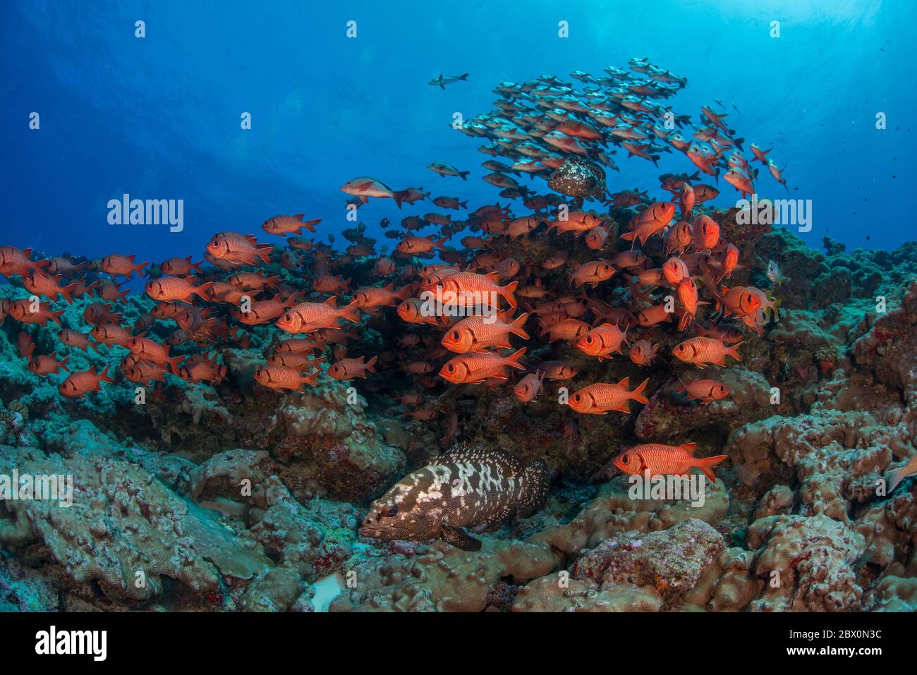 Tropical fish diving in Tuamotu (French Polynesia Stock Photo - Alamy