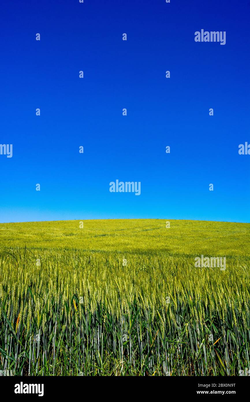 Growing wheat hi-res stock photography and images - Alamy