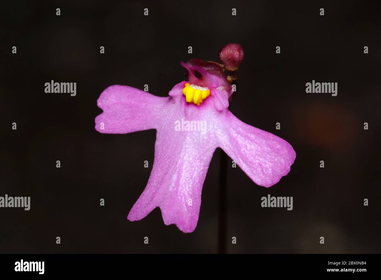 Utricularia Multifida High Resolution Stock Photography and Images - Alamy