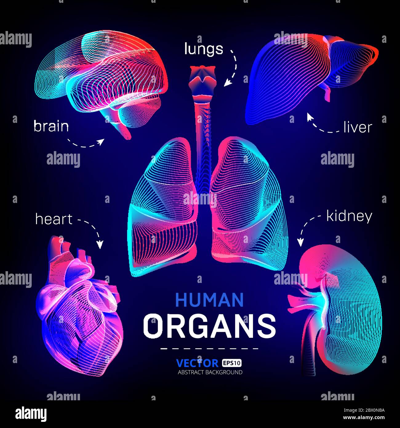 Vector set of different human inner organs contour or wireframe for ...