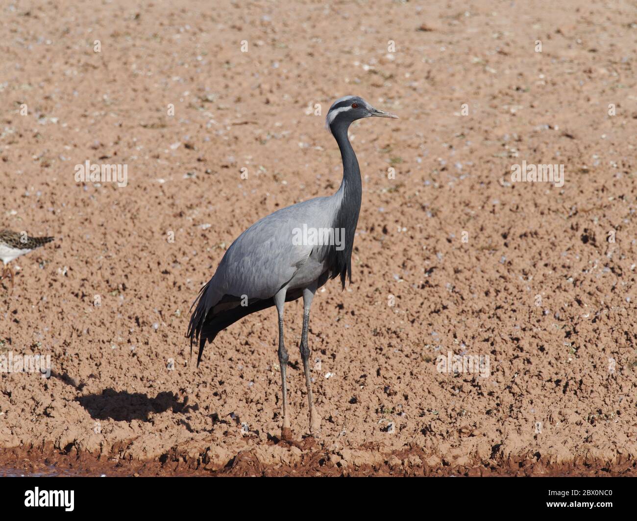 Demoiselle Crane Grus virgo Khichan, Rajasthan, India BI032701 Stock ...