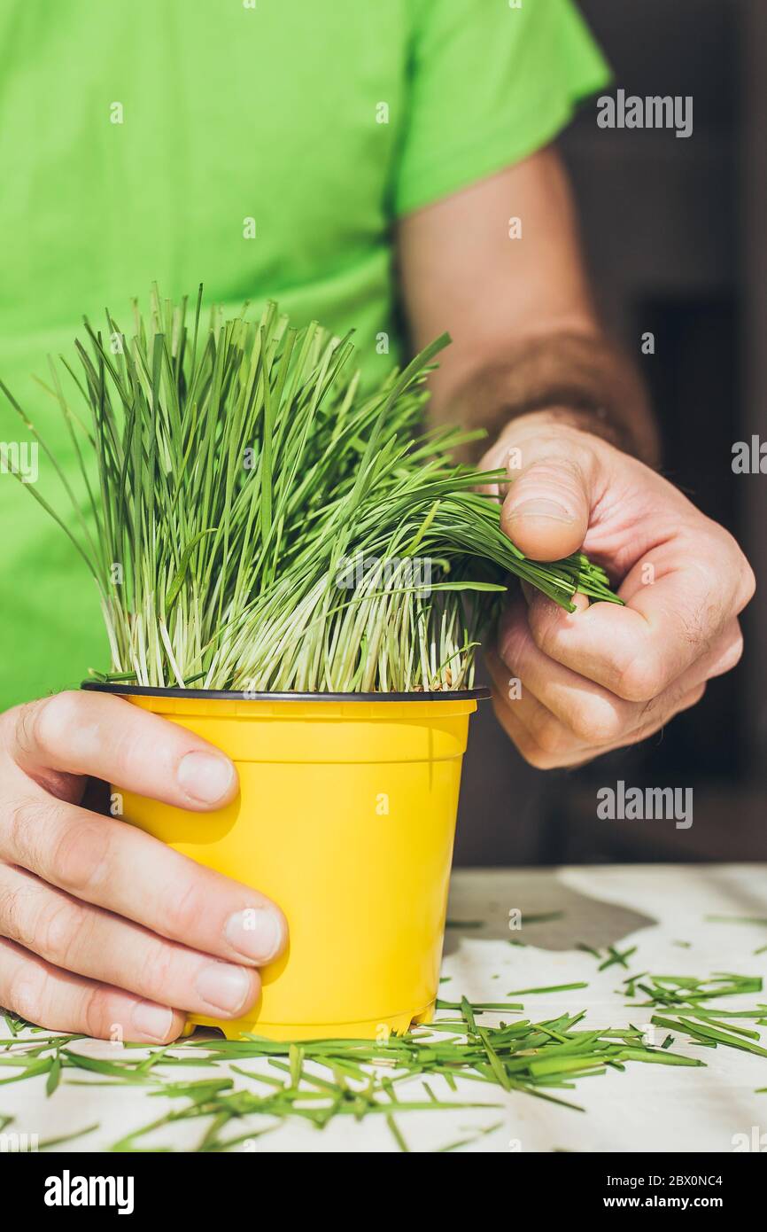 Plants hairstyle hi-res stock photography and images - Alamy