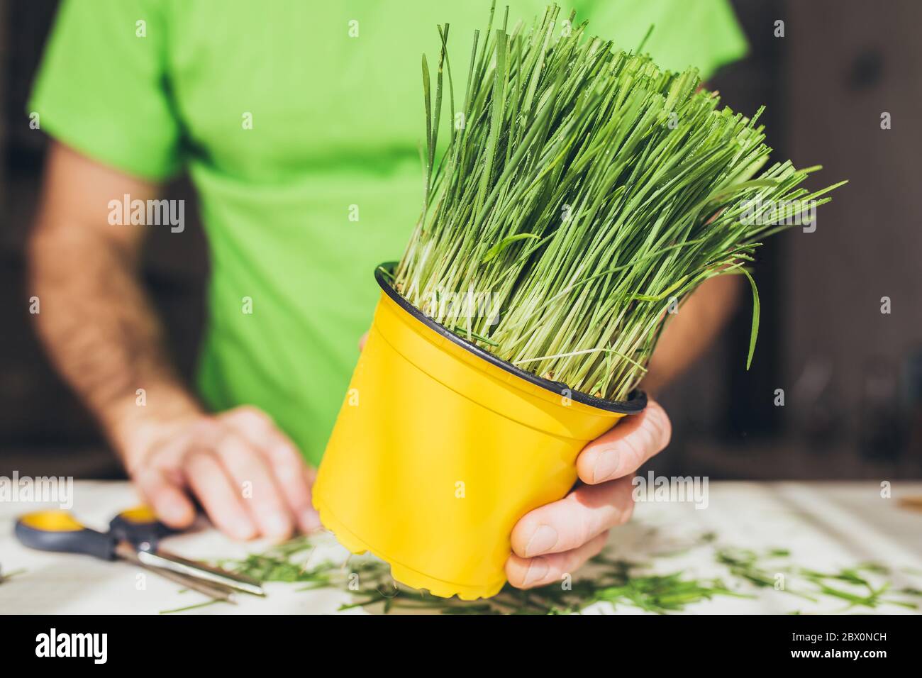 Plant shearing - hairstyle for potted grass - ornamental plant growing ...