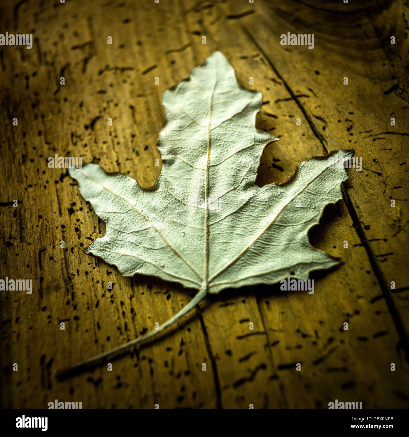 Dried maple lea hi-res stock photography and images - Alamy