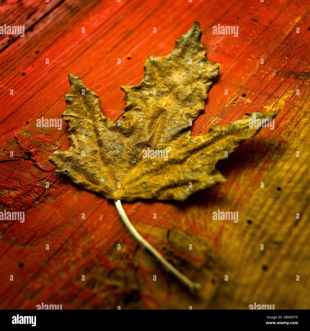 Dried maple lea hi-res stock photography and images - Alamy