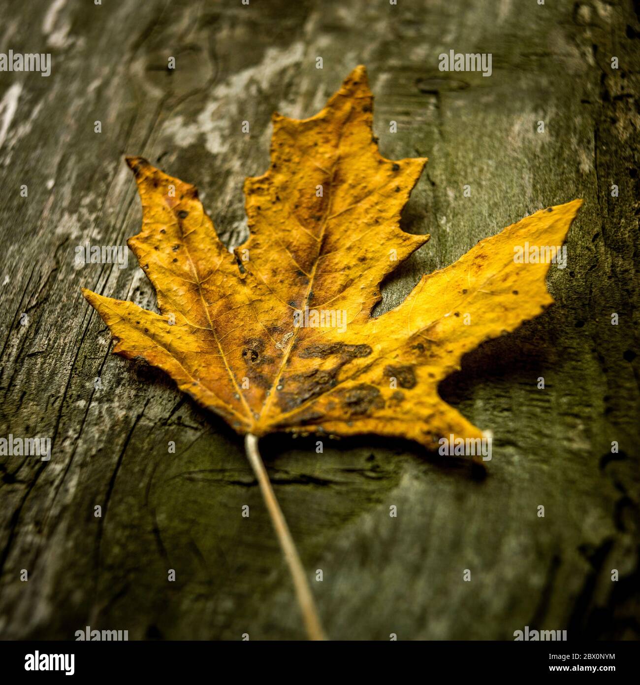 Dried maple lea hi-res stock photography and images - Alamy